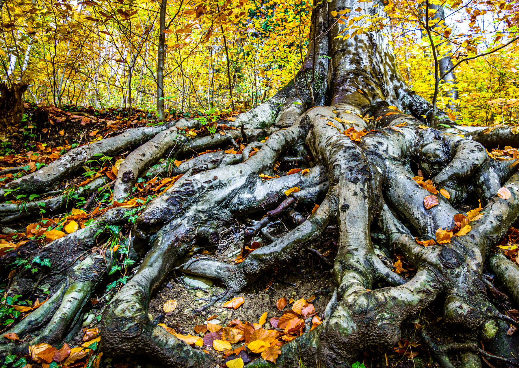 North Korea’s “Anti-Capitalist” Crackdown: Old Roots but New Vigor - 38 ...